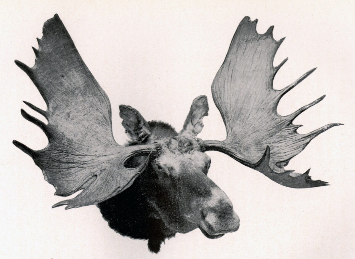 Moose - Alexander Phimister Proctor: The Sculptor in Buckskin