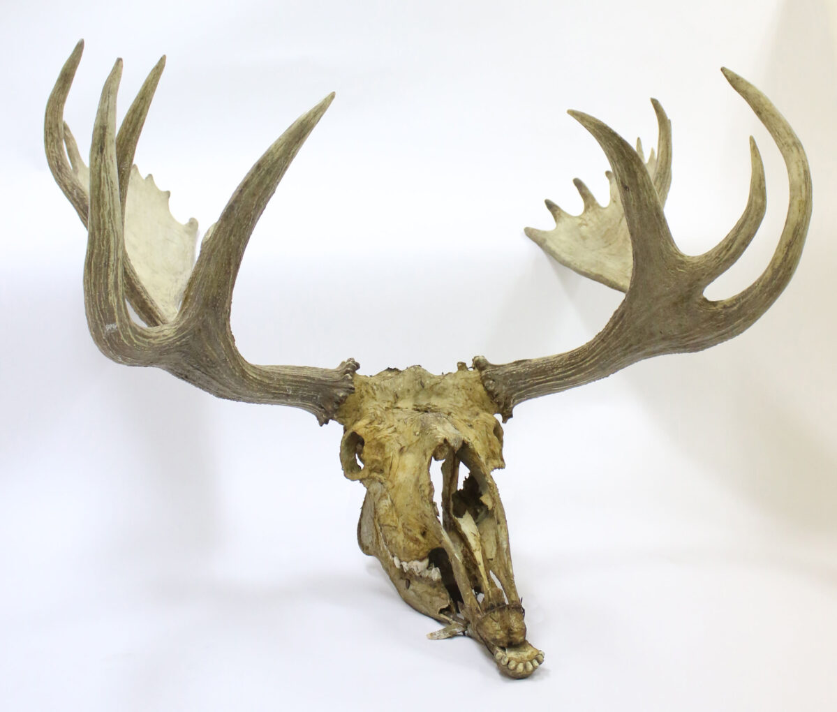 Moose - Alexander Phimister Proctor: The Sculptor in Buckskin