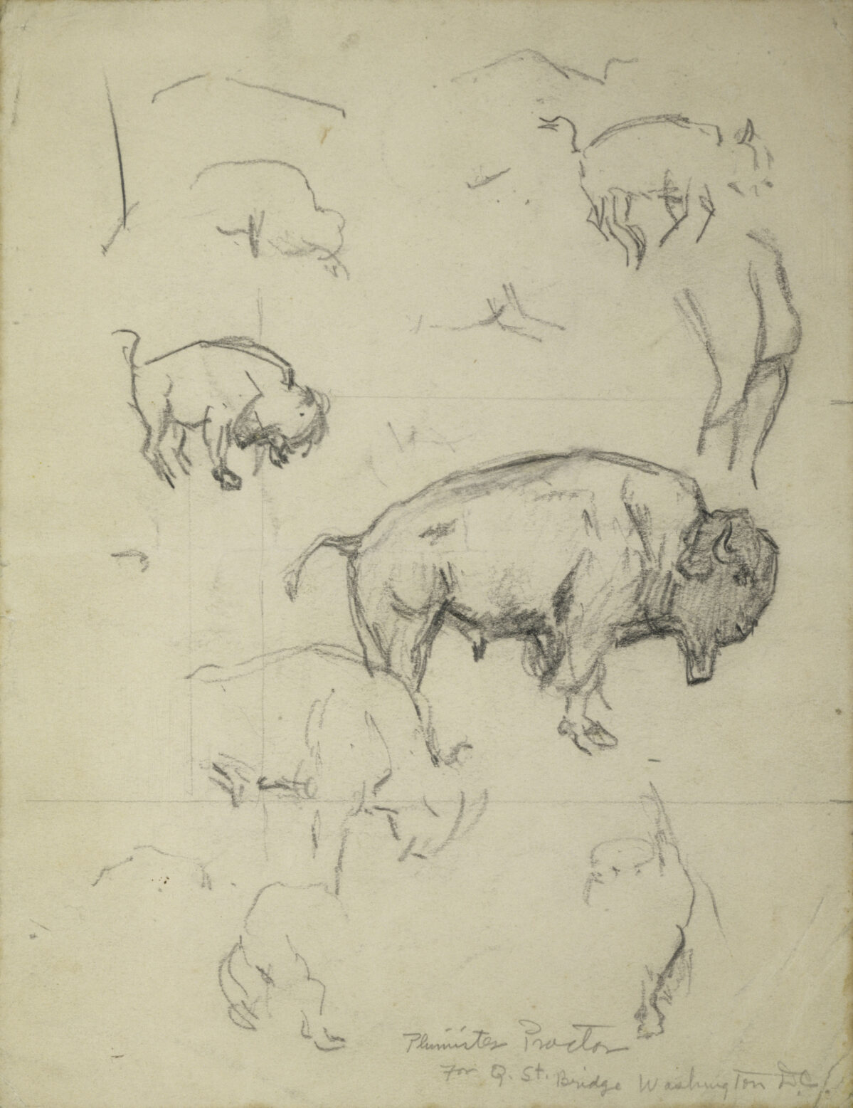 Buffalo - Alexander Phimister Proctor: The Sculptor in Buckskin